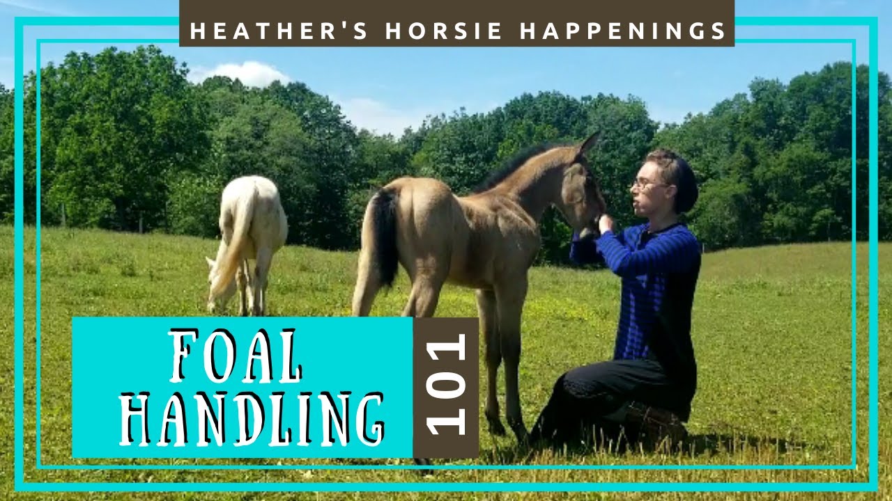 Basic Foal Handling 101 - YouTube
