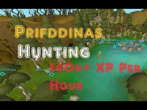 [OSRS] New Prifddinas Hunter Training Method 140K-200K Hunter XP Per ...