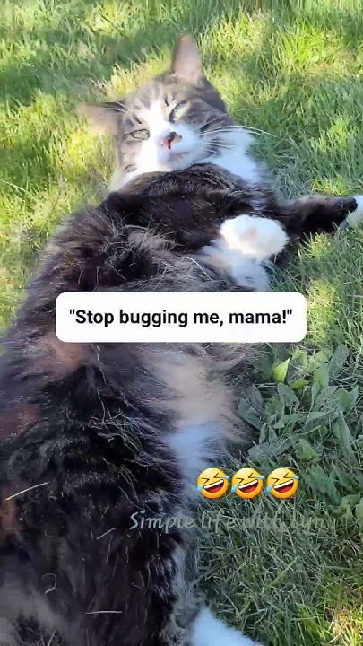 Stop bugging me. 🤣 #shorts #catlovers #cats #catvideos #animallover # ...