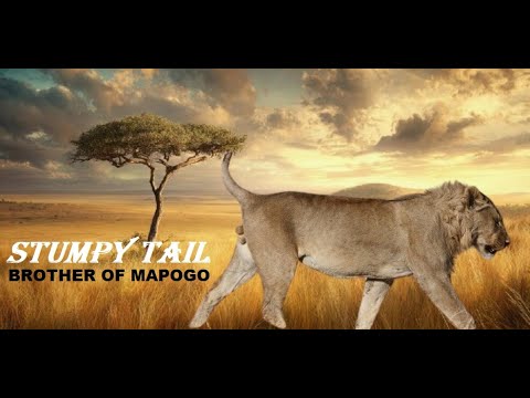 🦁 Mapogo brother Stumpy Tail (Sparta lion pride) - The Death came with ...