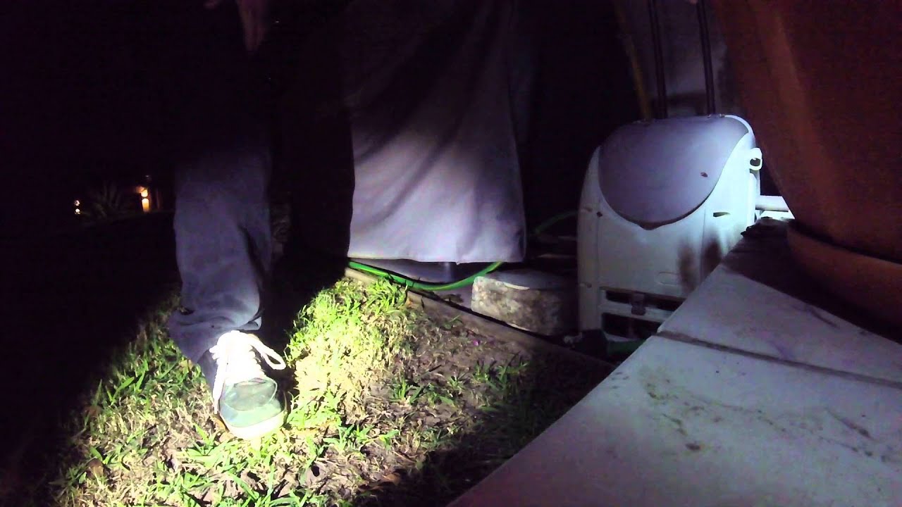 marsh snake in robina - YouTube