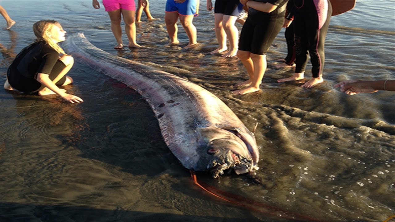18 foot long oarfish found off beach stranded animal in USA - YouTube