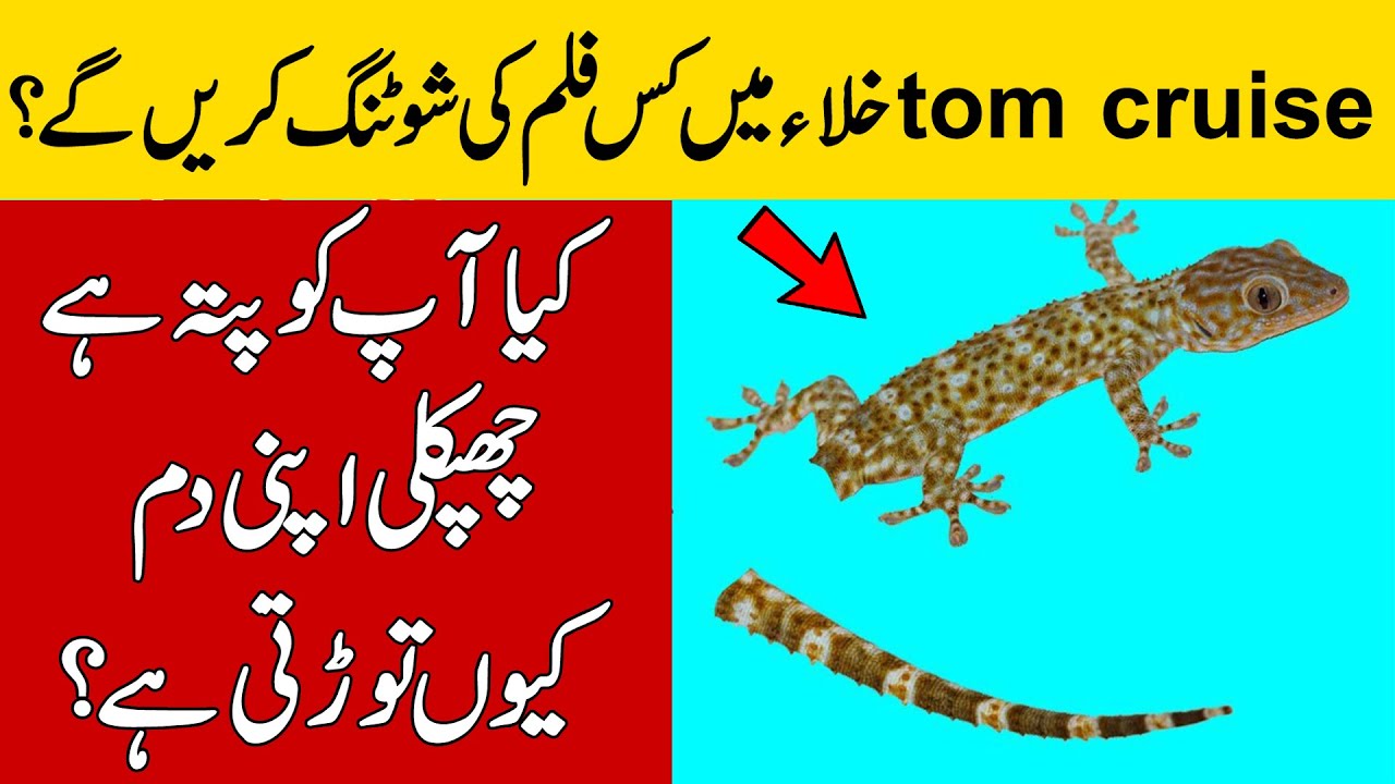 Why does lizard break their own tail ? 12 Amazing Facts In urdu | Brain ...