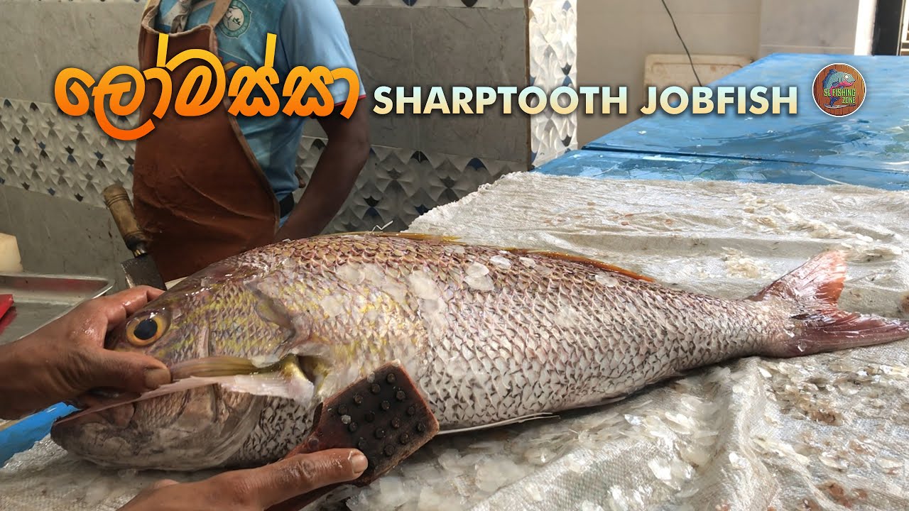 Satisfying Fish Cutting Skills | Sharptooth Jobfish🔥#fishcutting - YouTube