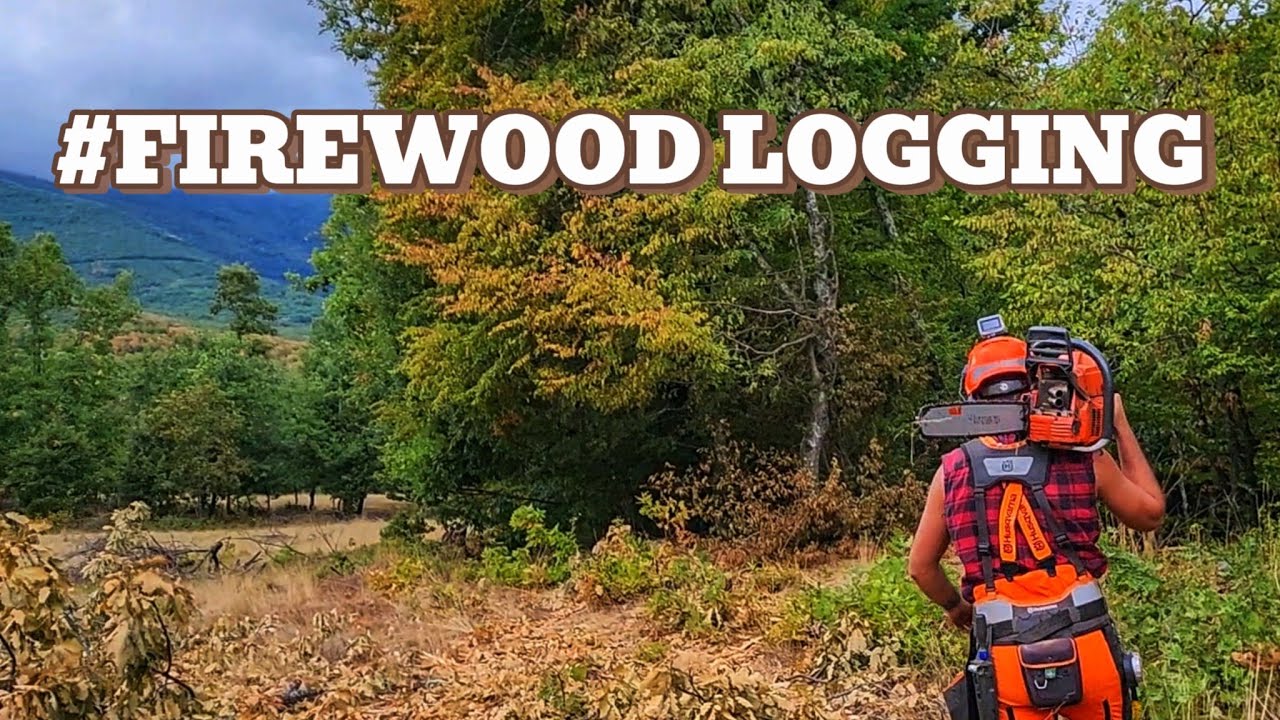 Firewood Logging _ Falling, Limbing, Bucking and Loading - YouTube