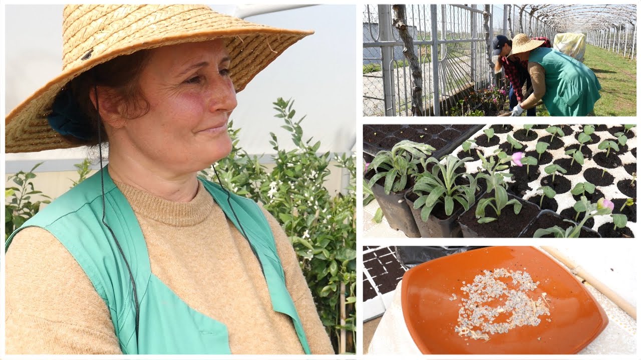 Aromë fshati në sezonin e mbjelljeve / sherebela e dimrit nga fara tek ...