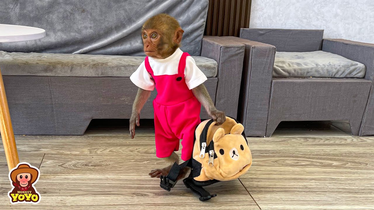 Monkey YiYi excitedly prepares for visit to monkey YinYin - YouTube