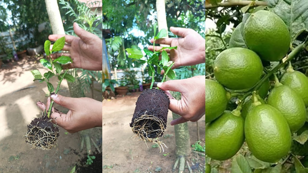 How to propagate lemon tree from cutting - YouTube