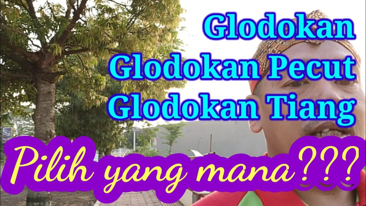 Pohon Glodokan, Glodokan Pecut, dan Glodokan Tiang - YouTube