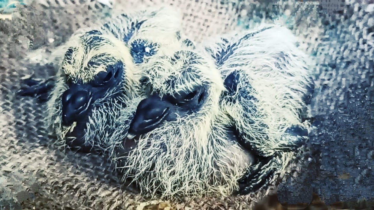 Day by day baby pigeon growth | 7 Days baby pigeon growth | Pigeons ...