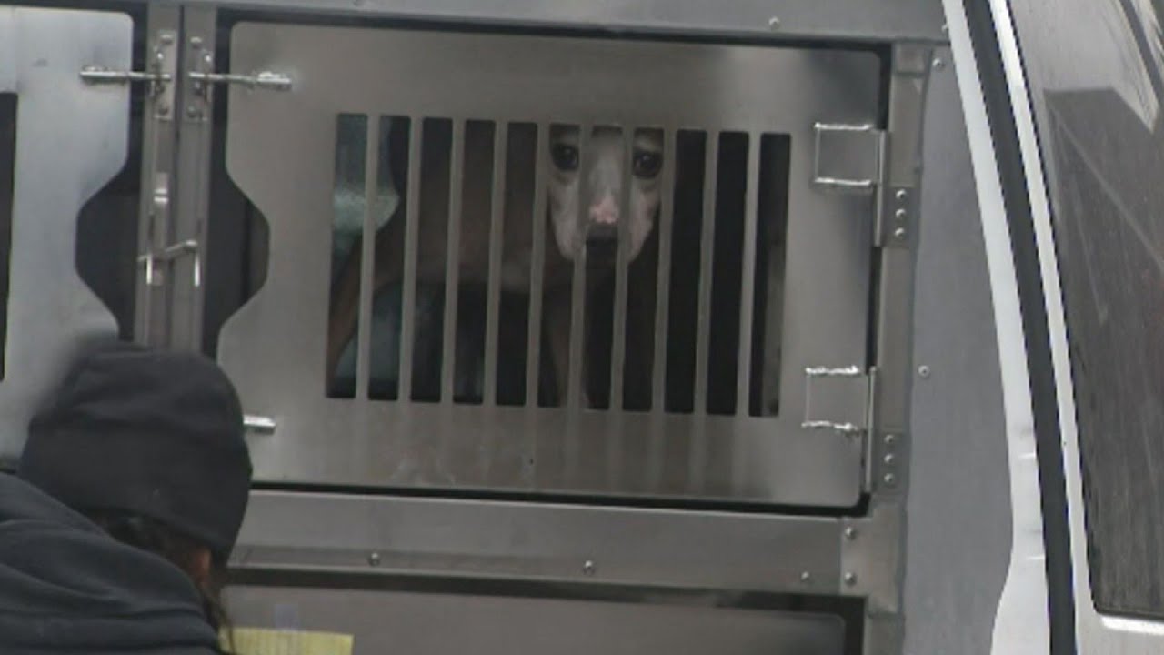 Alleged dog fighting ring busted on Detroit's west side - YouTube