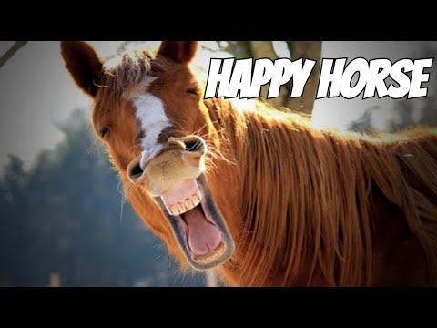 happy horse edit - John Bartmann - Happy Clappy