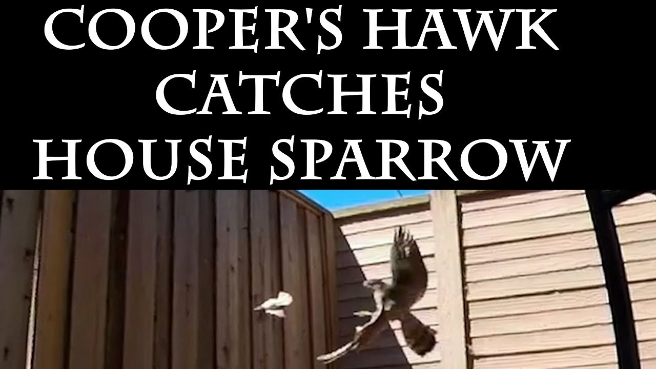 Cooper's Hawk catches Sparrow in HD - YouTube
