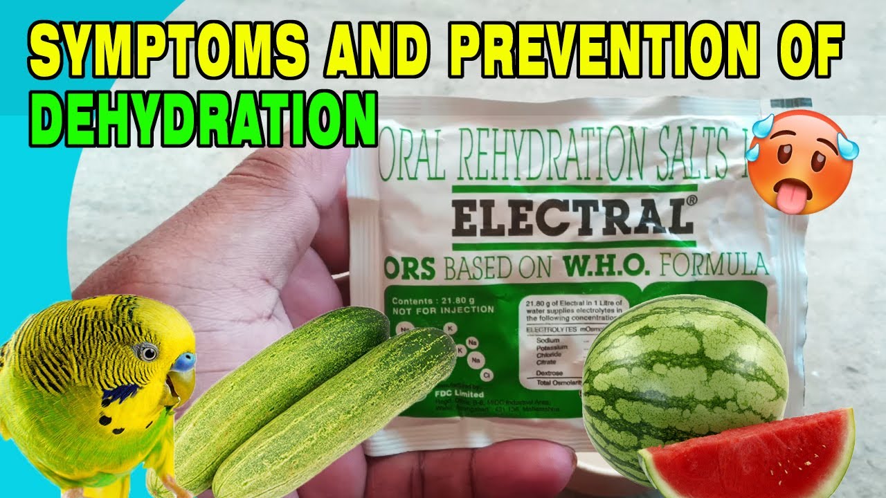 Birds DEHYDRATION Symptoms and Cure | Best summer tips for Birds | ORS ...