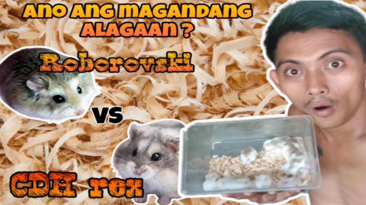 BAGO KA BUMILI NG HAMSTER PANOORIN MO ITO l DAPAT MONG MALAMAN SA PAG ...