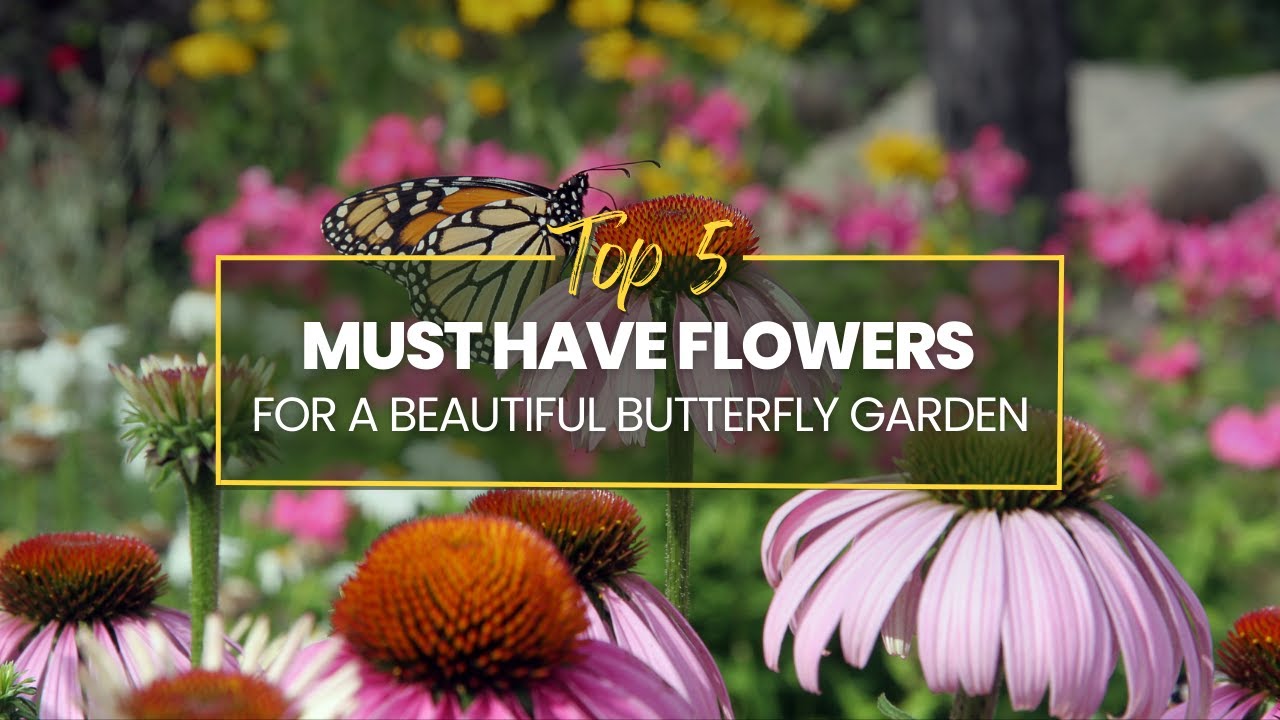 Creating a Beautiful Butterfly Garden : 5 Must Have Flowers and Plants ...