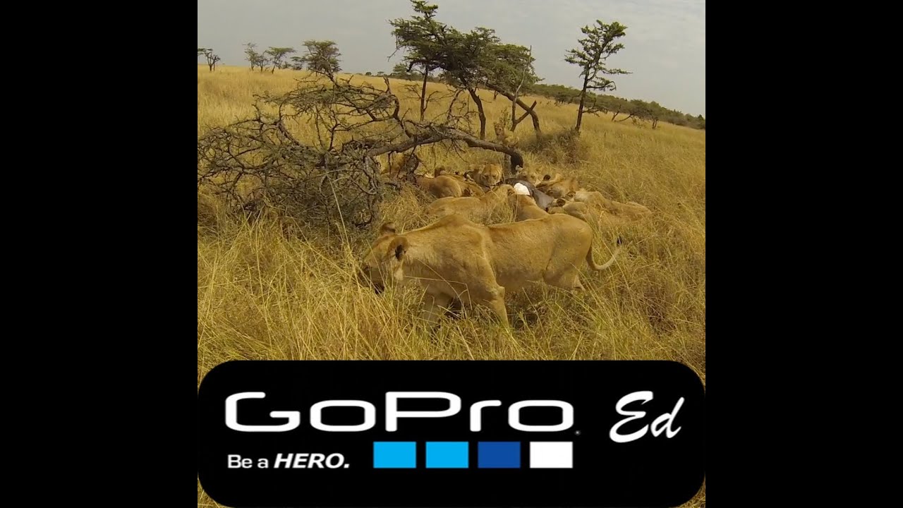 Close Encounter With 25 Lions in the Mara & Cute Lion Cubs - GoPro Ed ...