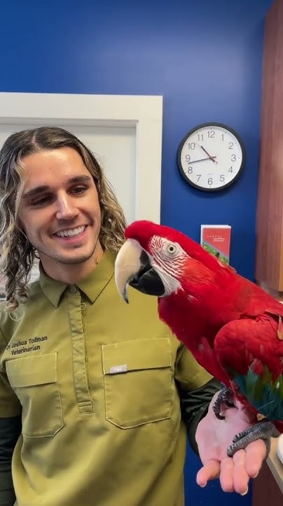 Vet Check Up - YouTube