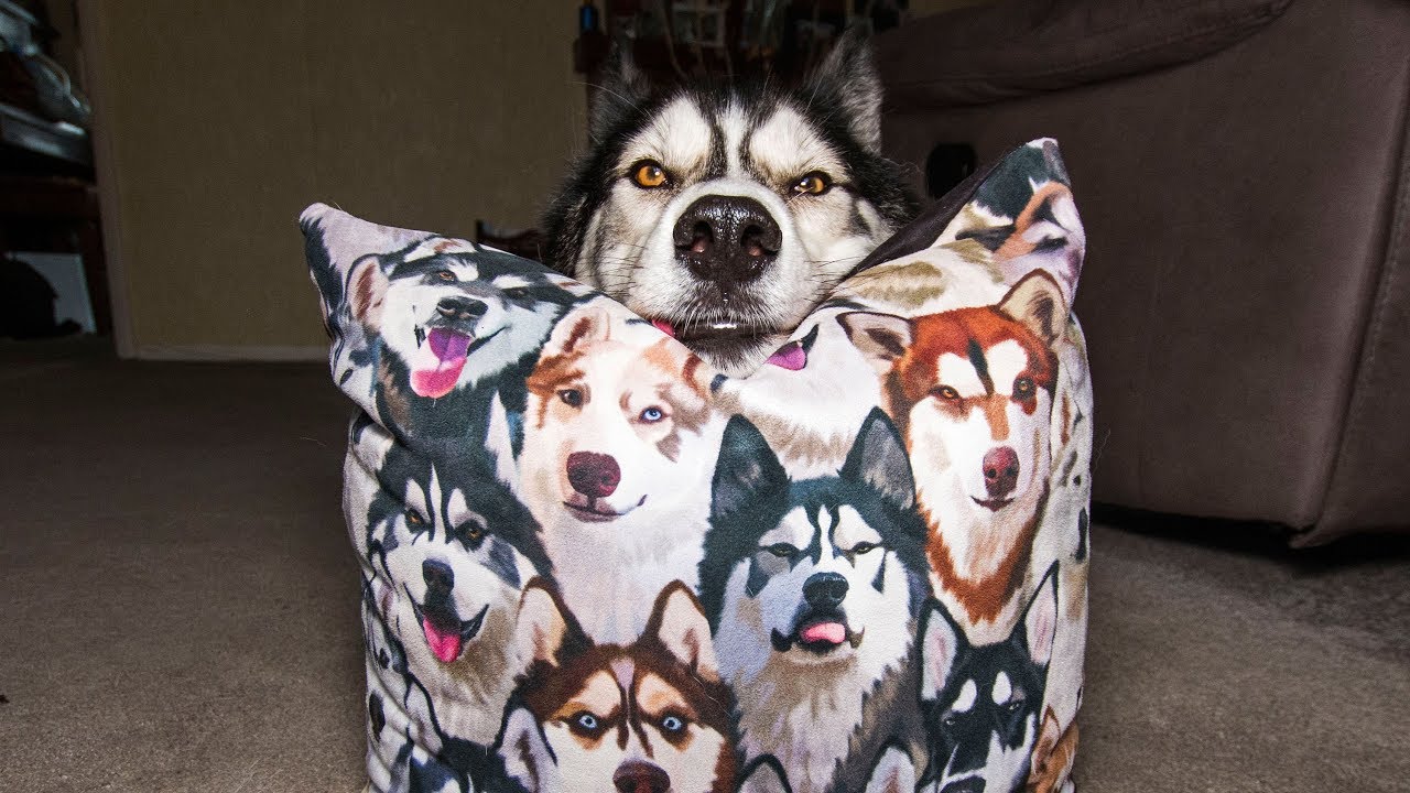 Crazy Husky Zooms, Poses And Gets Stuck - YouTube