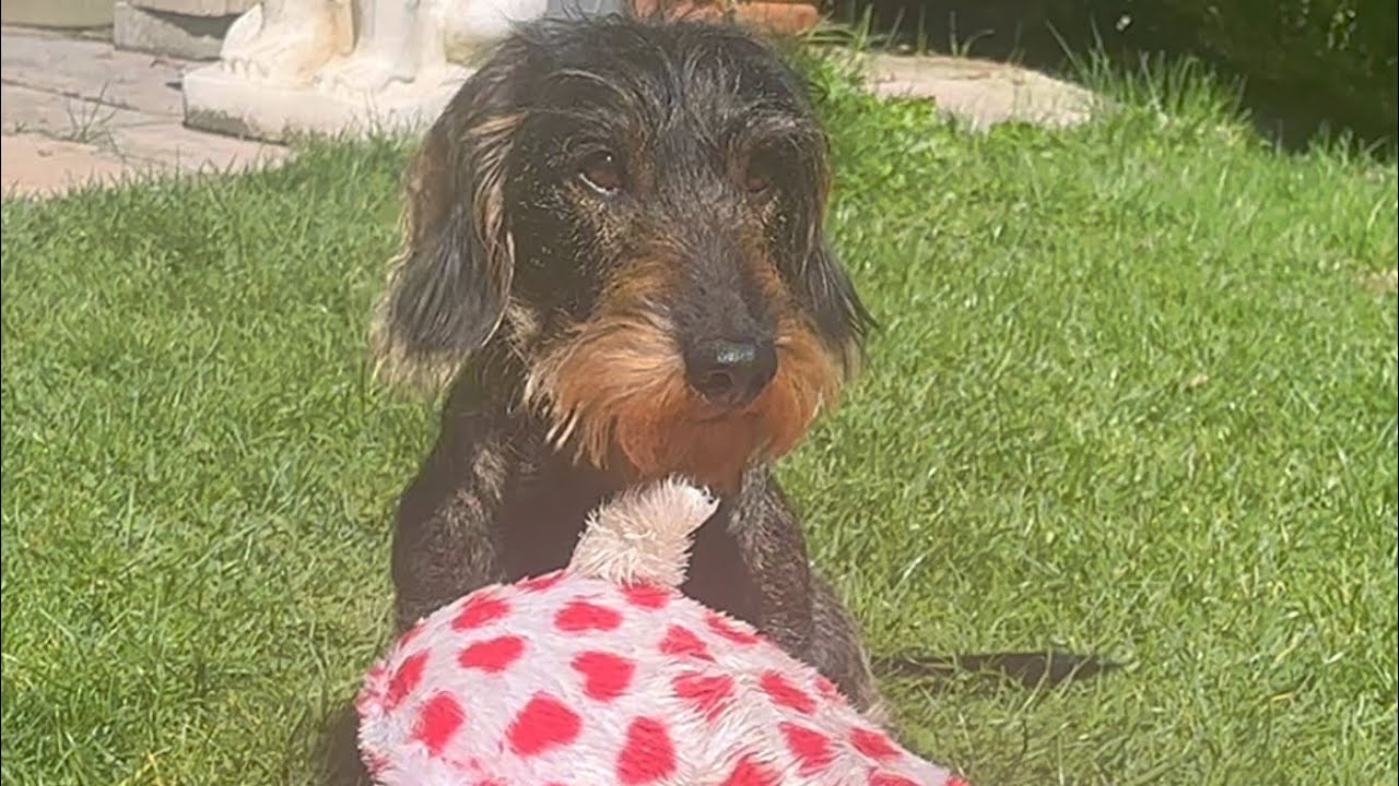 Dachshund Teddy – Hide and Seek Champion 😂 - YouTube