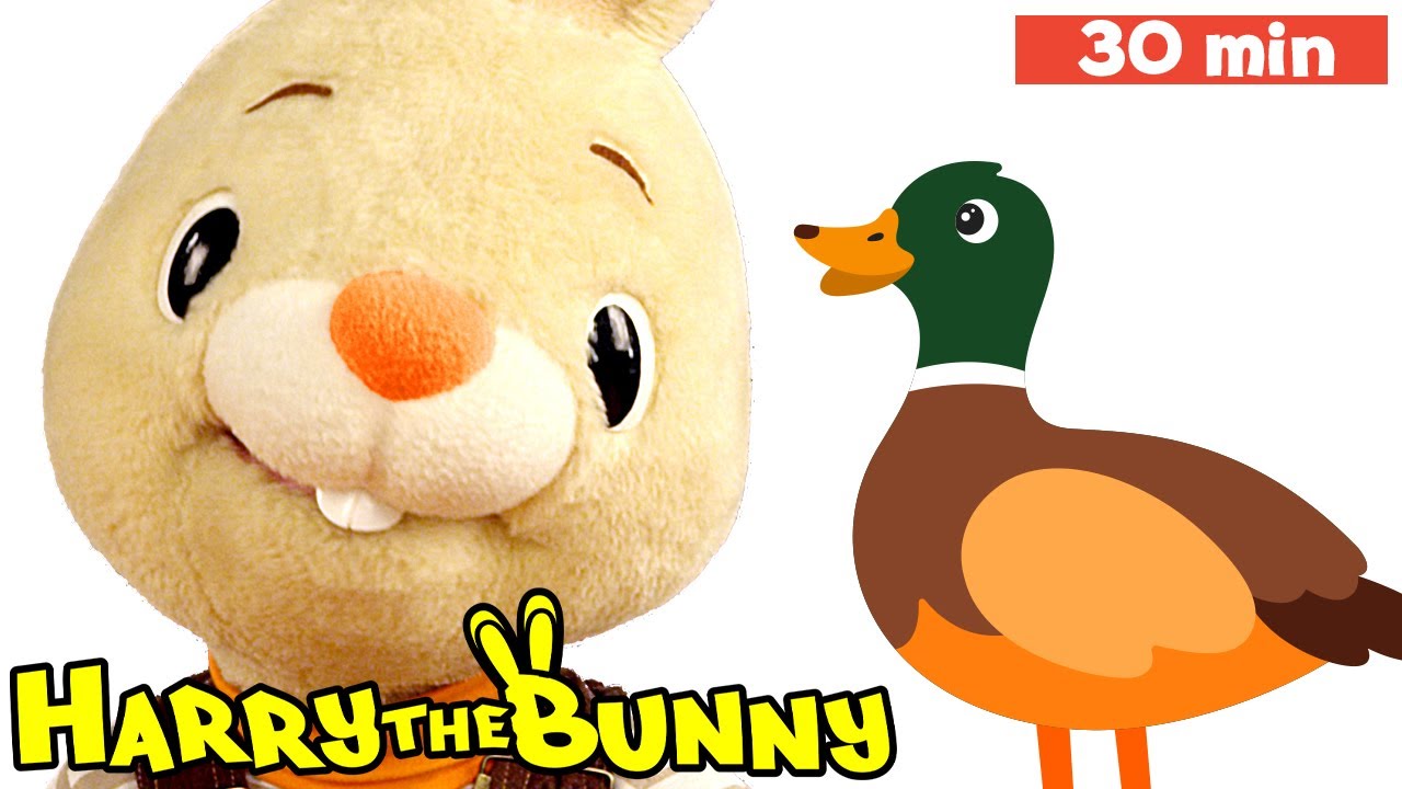 Harry The Bunny | Educational Learning Videos | Duck |@BabyFirst Learn ...
