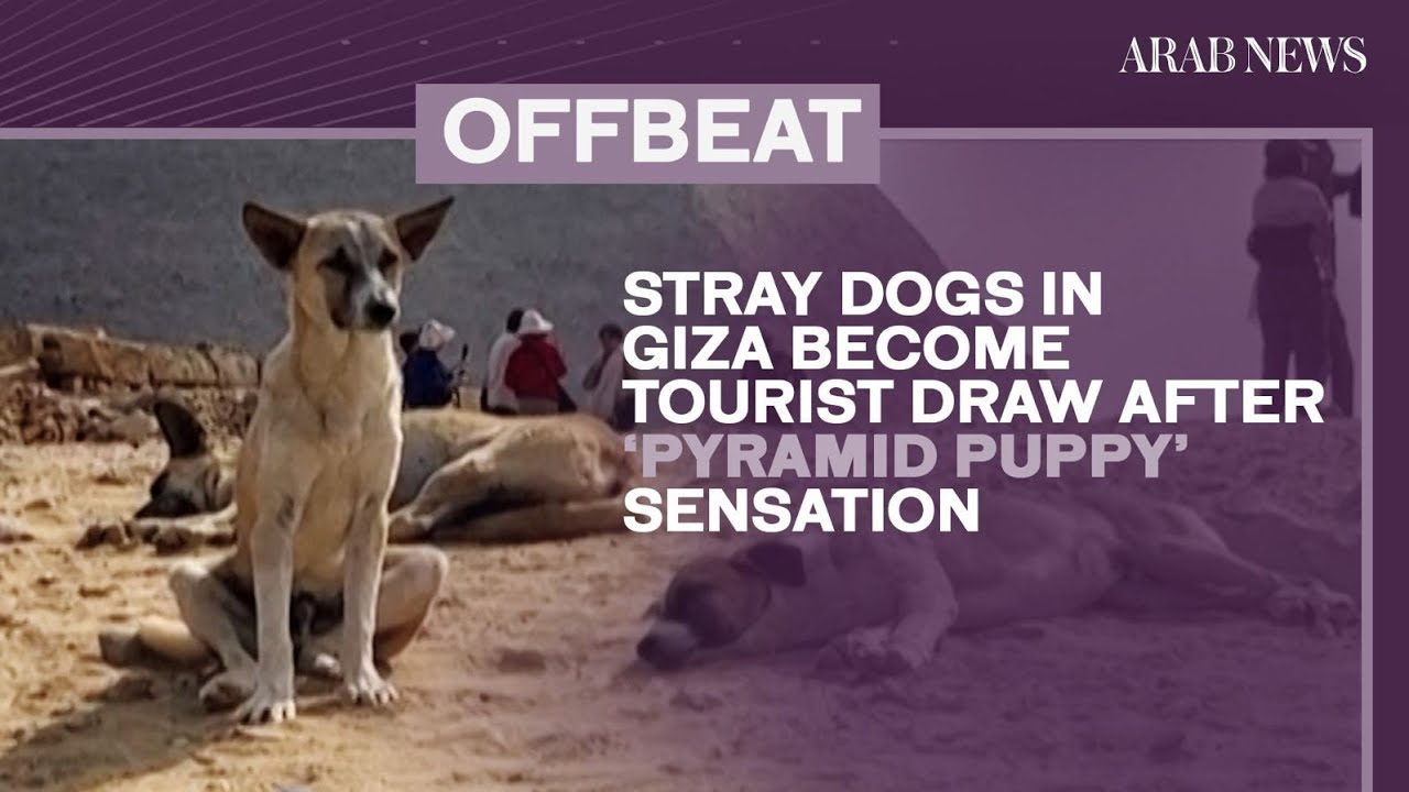 Stray dogs in Giza become tourist draw after ‘pyramid puppy’ sensation ...