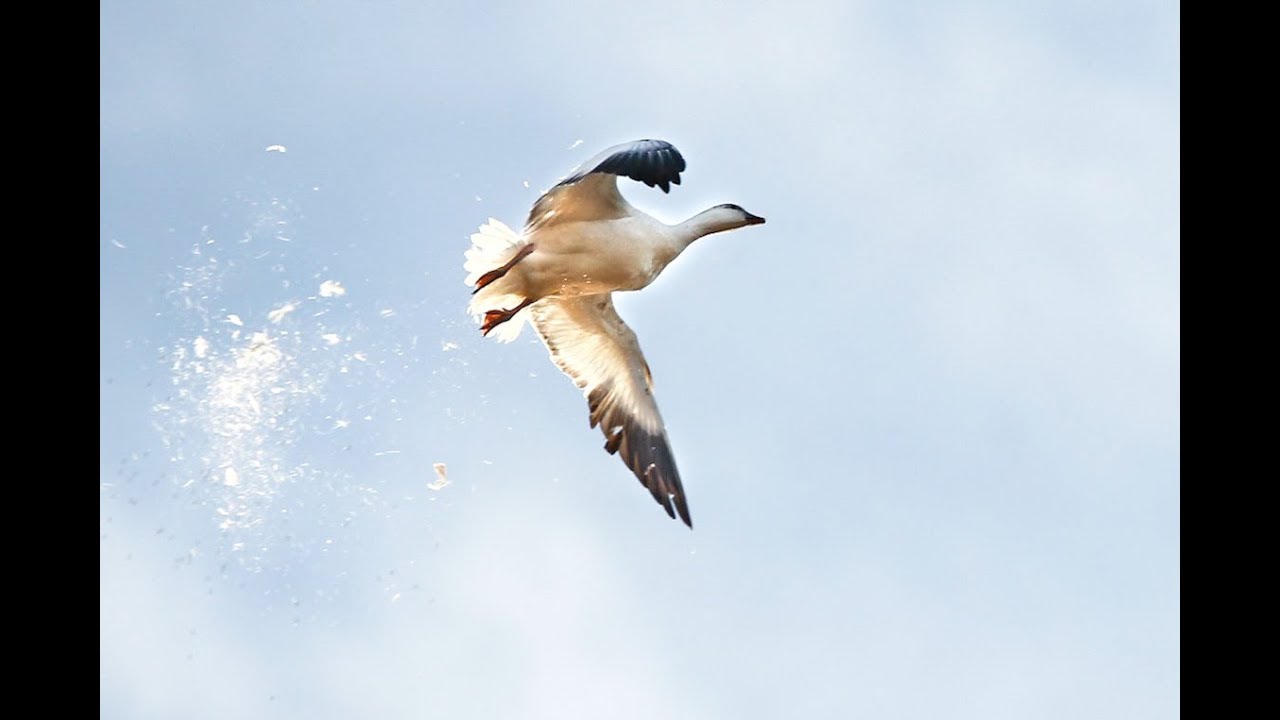 How to Goose Hunt? In the Field Tips and Tricks - YouTube