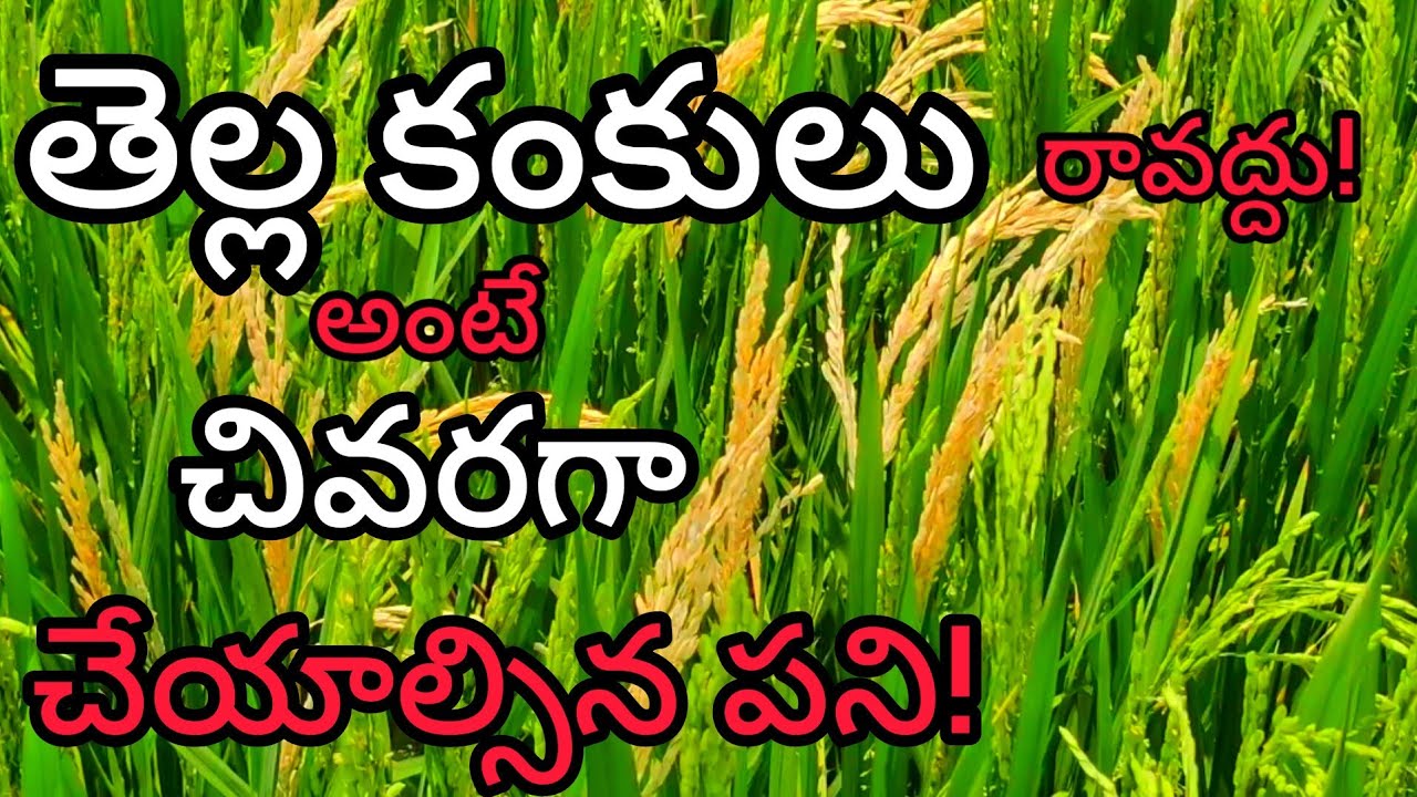 తెల్ల కంకులు రావద్దు అంటే చివరగా చేయాల్సిన పని? | vari lo Thella ...