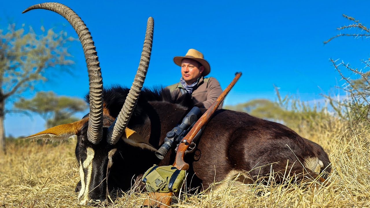 Hunting Sable on a Large Concession in Limpopo South Africa Sable ...
