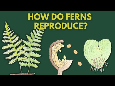 How Do Ferns Reproduce Using Spores