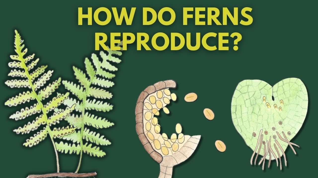 Ferns' Hidden World: Master Spore Reproduction In Your Garden ...
