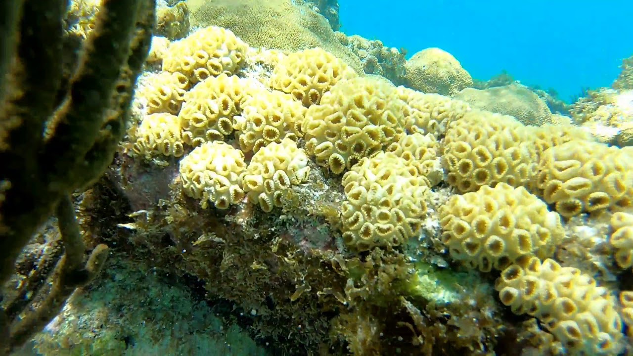 Sea Life Aruba - Baby Beach - YouTube
