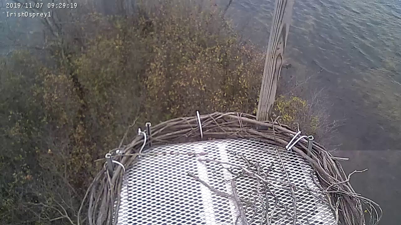 Irish Osprey Live Stream - YouTube