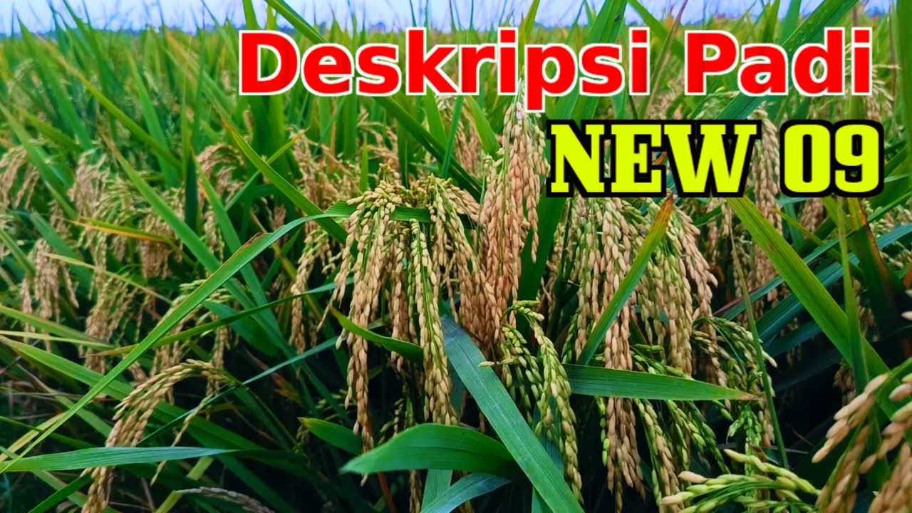 Deskripsi padi new09 ‼️padi unggul berpotensi tinggi dan tahan rebah ...