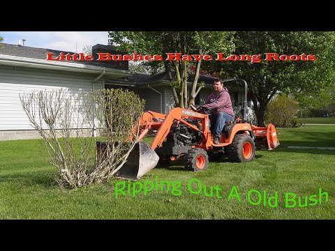 Little Bushes Have Long Roots Ripping Out A Old Bush - YouTube