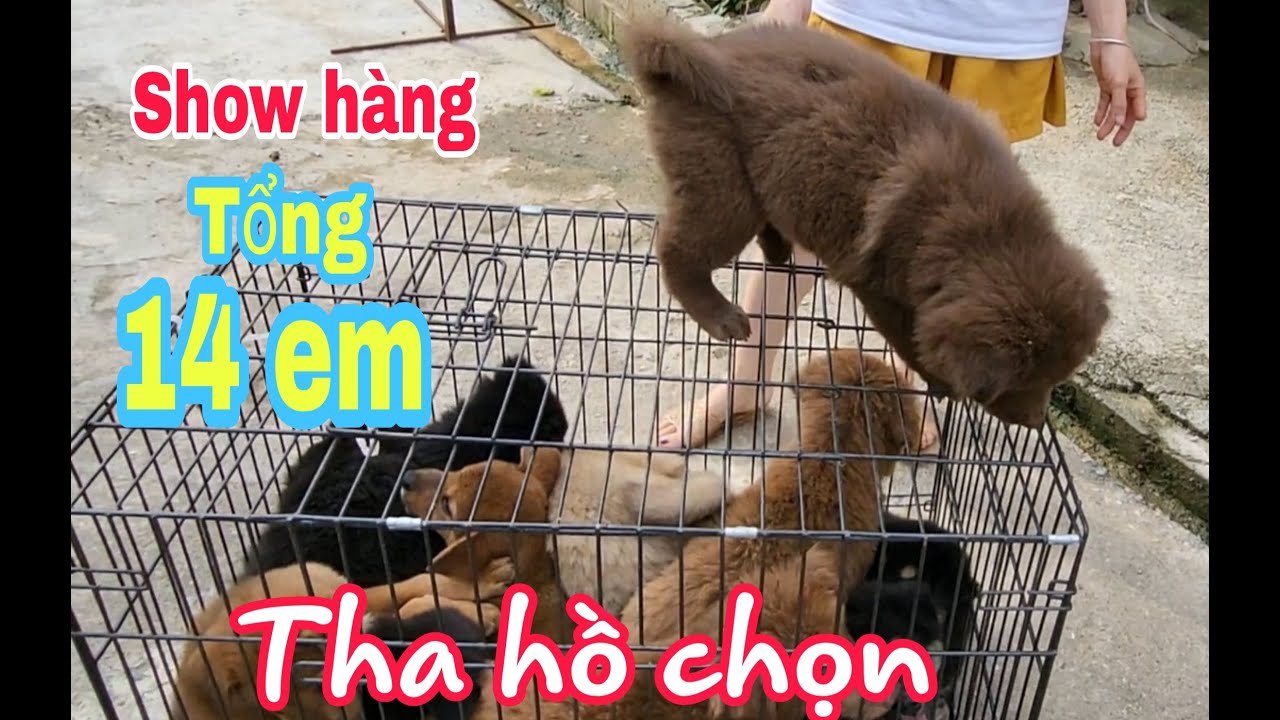 Bac Ha TV show hàng 14 em bắc hà xù và hmong cộc siêu cute | village ...