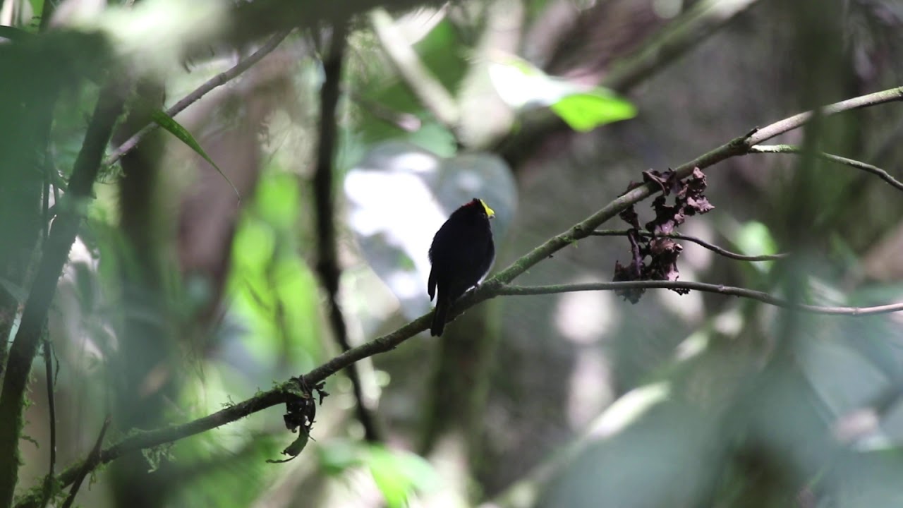 Golden winged Manakin (Masius chrysopterus) Saltarín Moñudo - YouTube