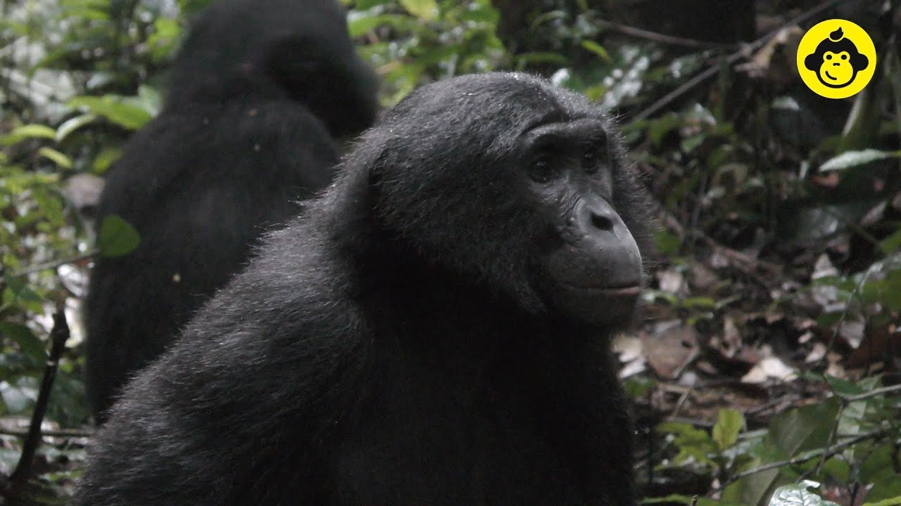 Wild bonobos in the forest!【Observations of Bonobos #101】 - YouTube