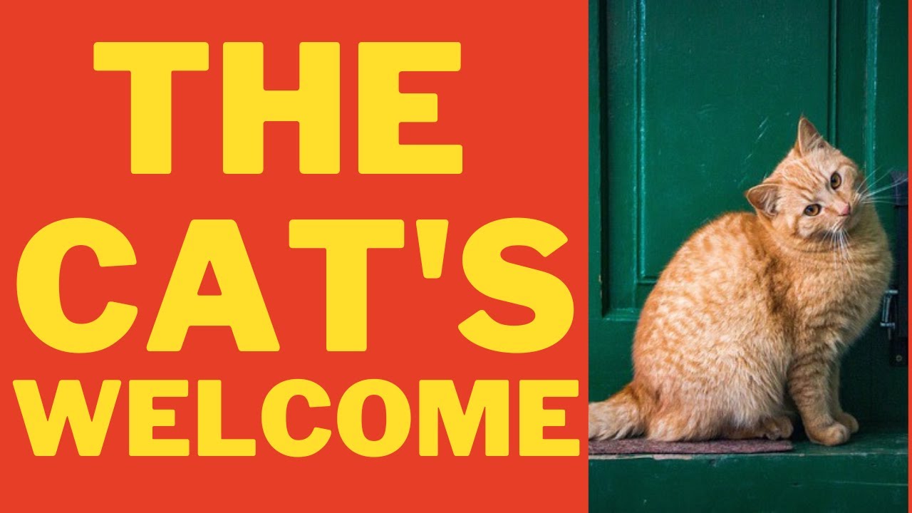 The Warm Welcome: Understanding Why Your Cat Greets You at the Door ...