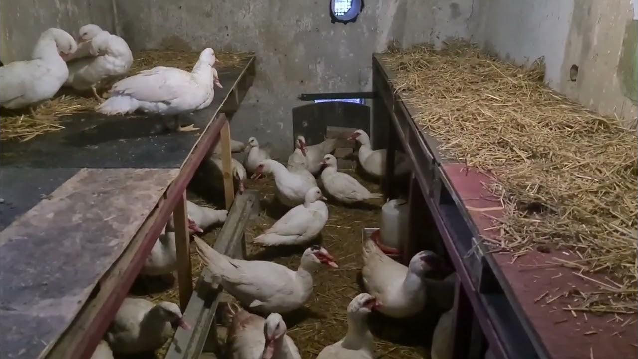 Наші білі качки. Нове приміщення для качок, як воно виглядає 😉 - YouTube