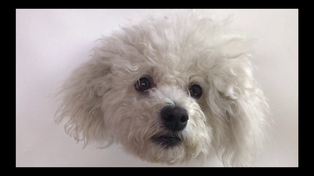 Ray Comfort paints his dog - YouTube