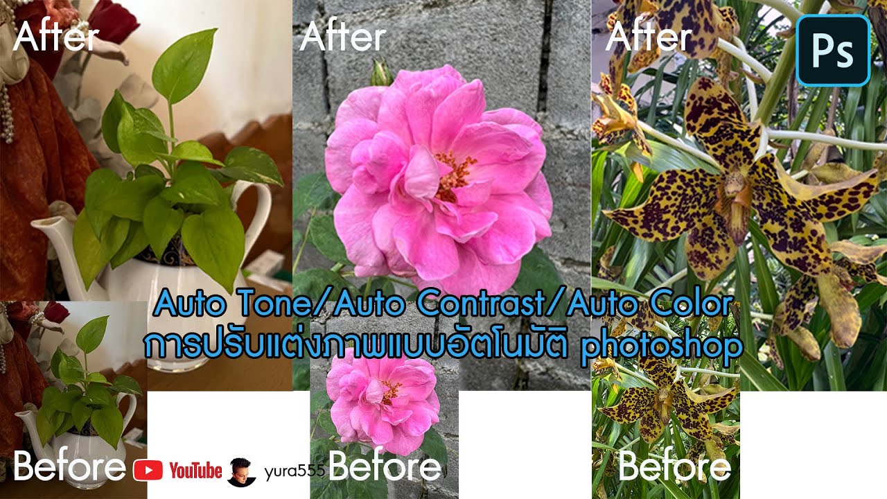 Auto Tone/Auto Contrast/Auto Color การปรับแต่งภาพแบบอัตโนมัติ photoshop ...