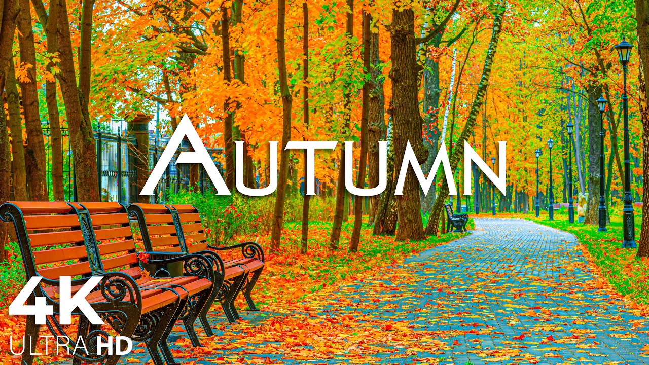 4K Autumn Forest 🍁 Relaxing Nature Video & River Sound [ September ...