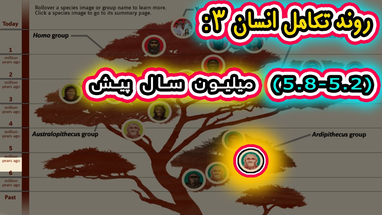 (Ardipithecus kadabba)درخت تکاملی انسان3:گونه ی | Human Family Tree ...