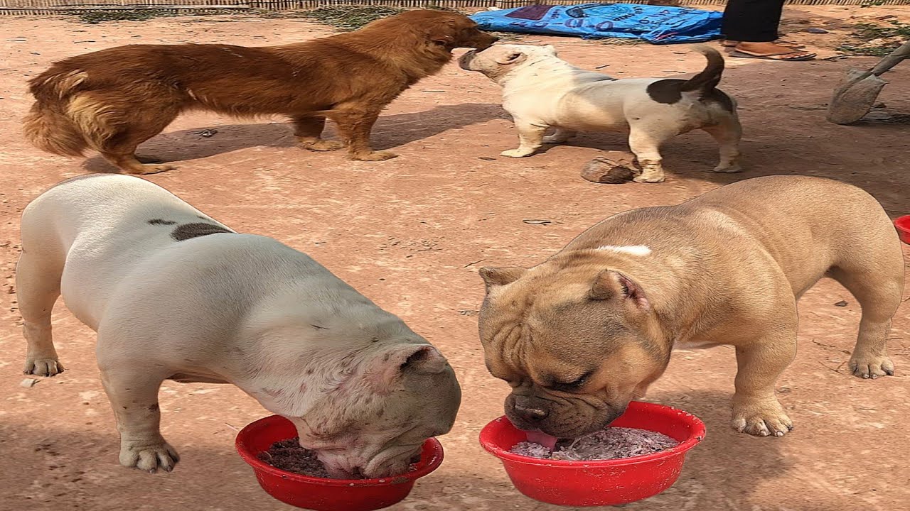 Dog rearing activities, how to raise, care, American dog breeds, Golden ...