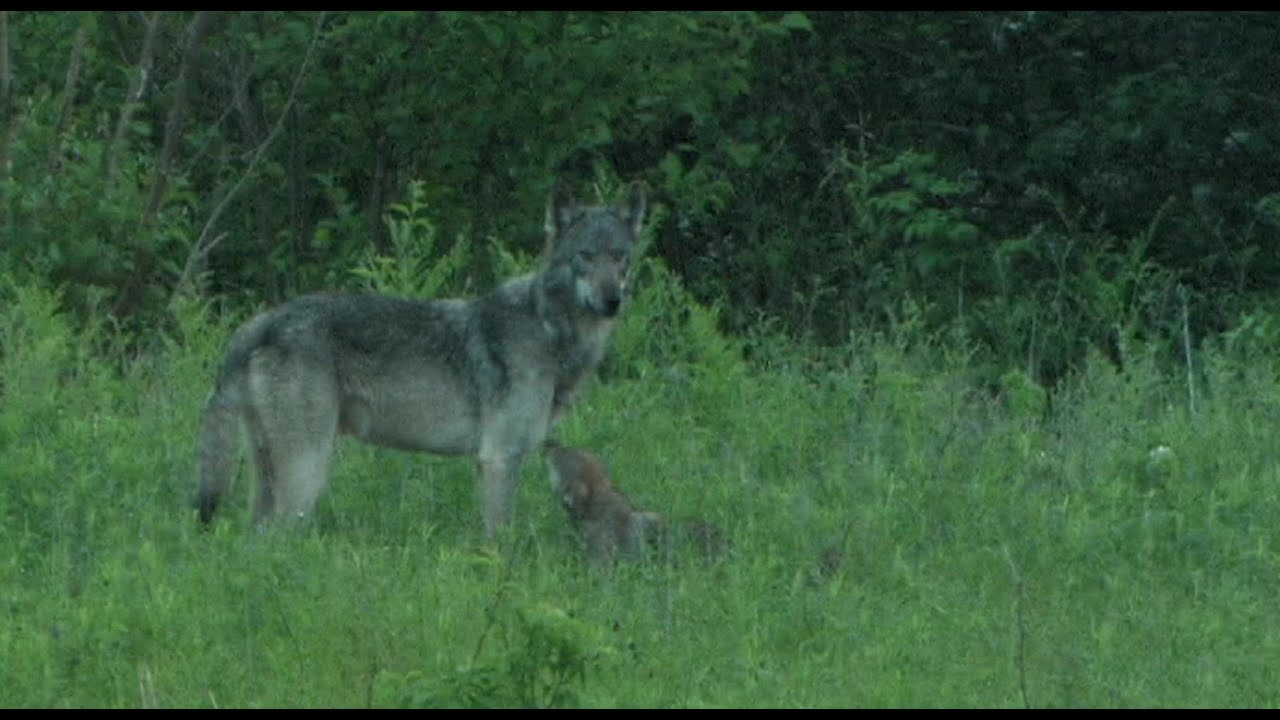 Gray (Timber) Wolf Den in Wisconsin - YouTube