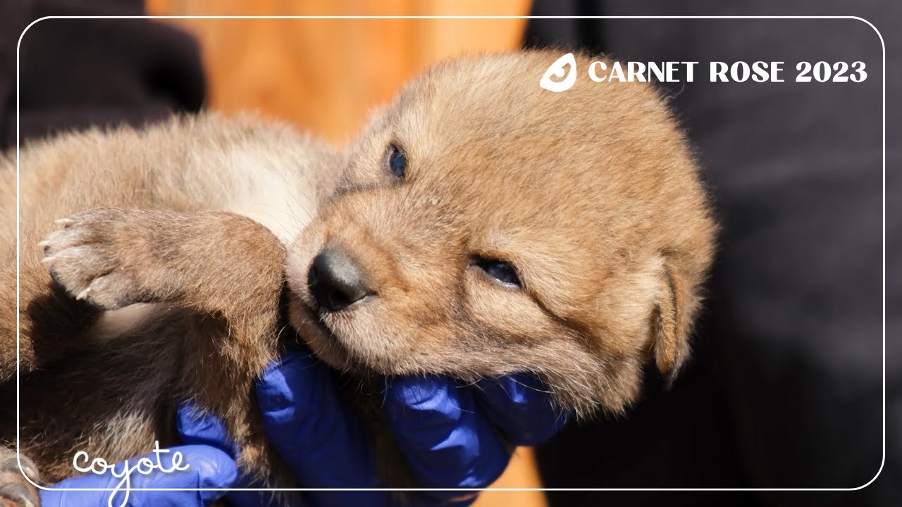 Carnet rose 2023 : découvrez les naissances du Parc Animalier de Sainte ...
