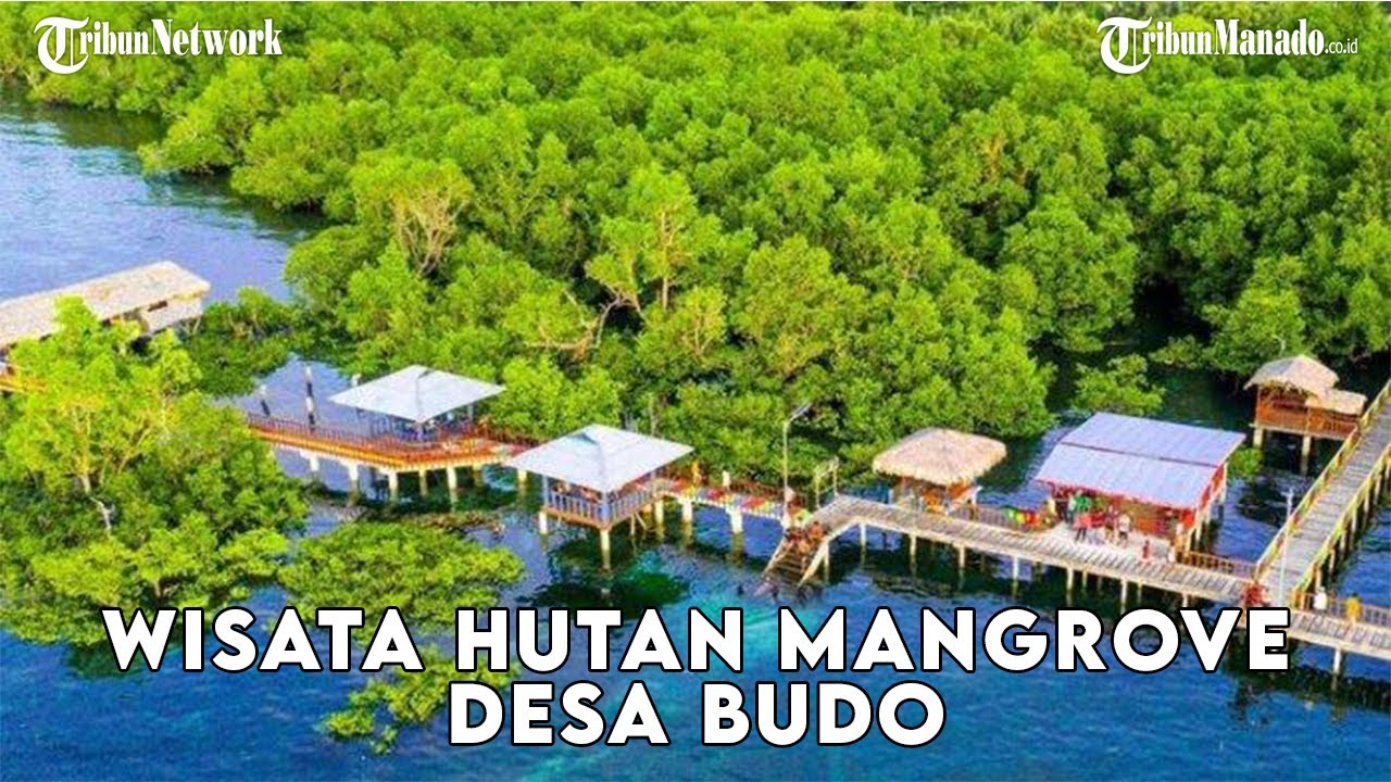 Wisata Hutan Mangrove Desa Budo, Kabupaten Minahasa Utara, Sulawesi ...
