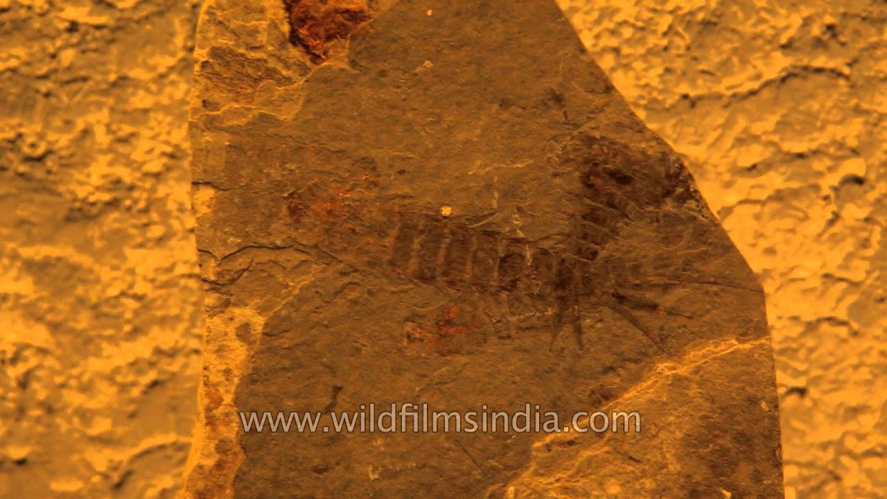 Ephemeroptera (Ephemeropsis trisetalis) Mayfly larva fossil specimen ...