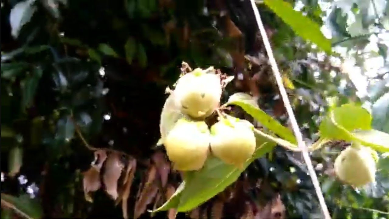 guaiakiu: castanha de cipó - YouTube